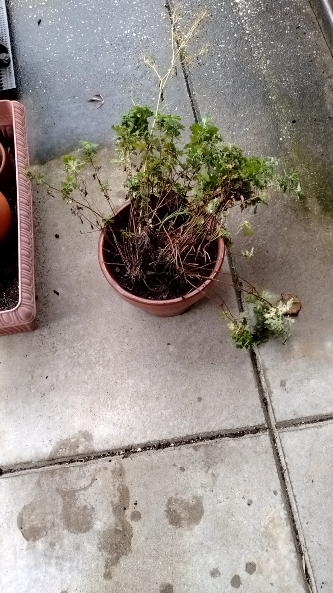 NHK教育「ETV特集 消滅集落の家族」を見ました。: 不可不察AGAIN